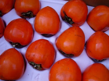 persimmon | Elwood 5566